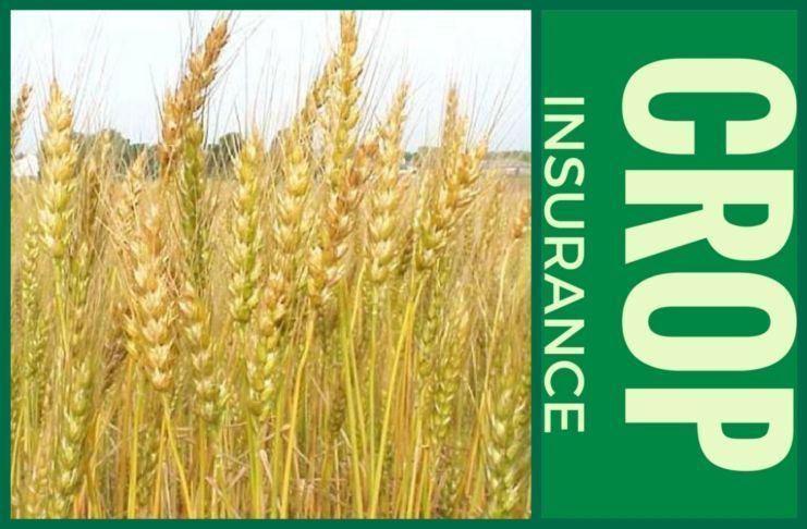 Crop Insurance - PGurus