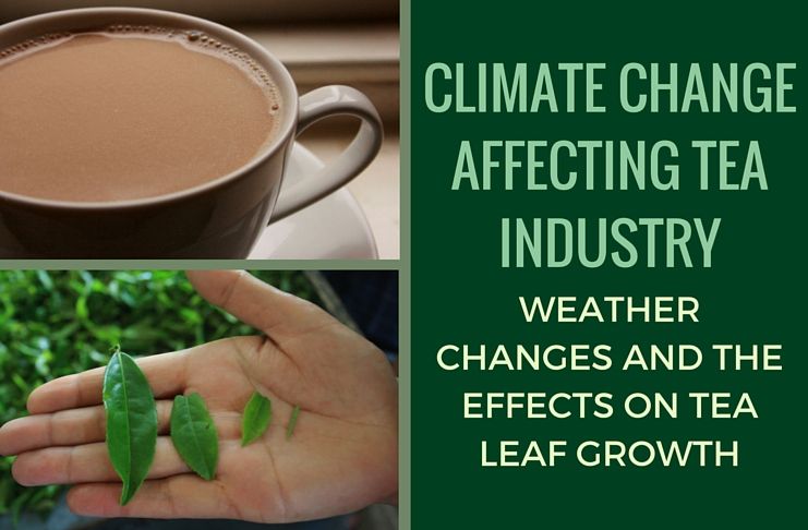 Climate change brews multi-challenges for tea (Dec 15 is International ...