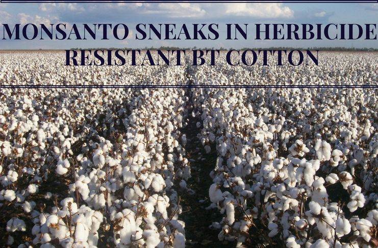 Monsanto sneaks in banned GM seeds - PGurus
