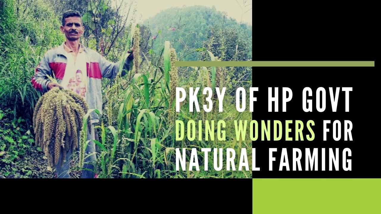 The PK3Y of the HP govt is encouraging farmers to use the natural way ...