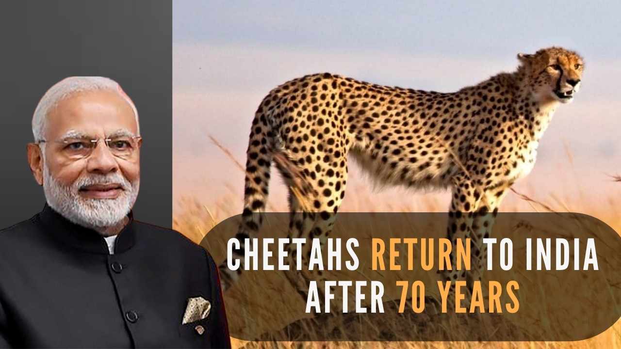 Cheetahs return to India after 70 years; PM Modi releases them at MP's ...