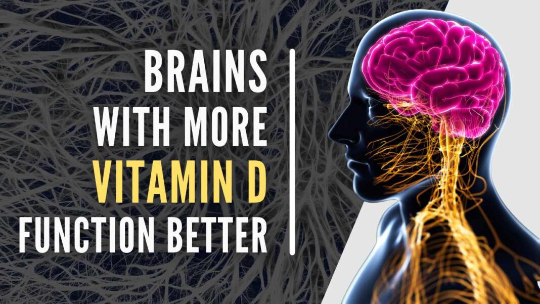 Brains With Higher Levels of Vitamin D have Better Functions
