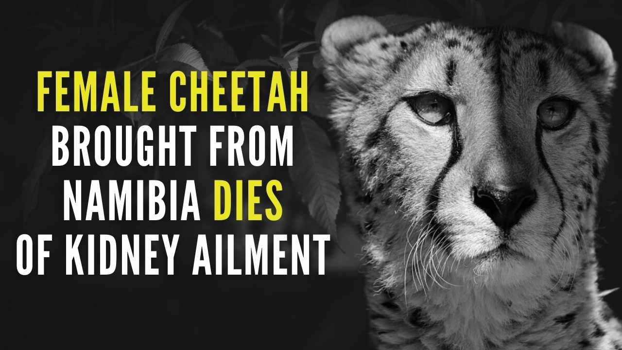 Female Cheetah Brought from Namibia Dies of Kidney Ailment