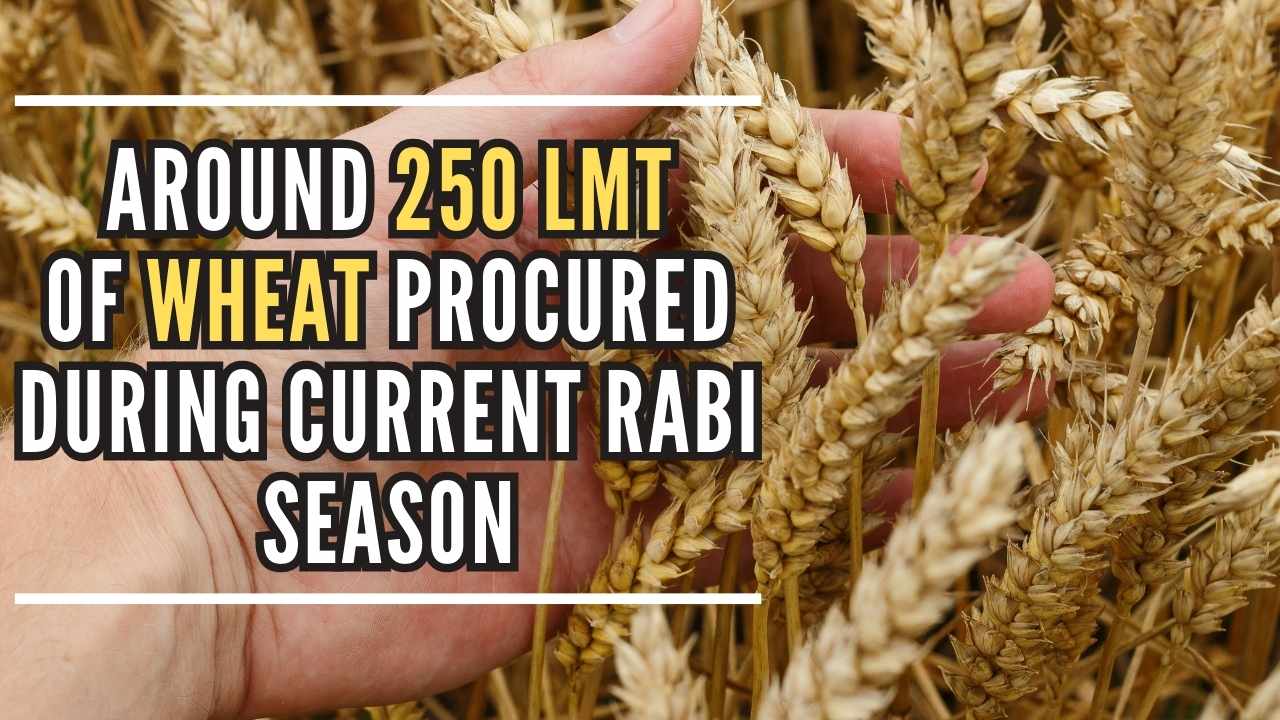 Centre Procures Around 250 LMT of Wheat During Current Rabi Season