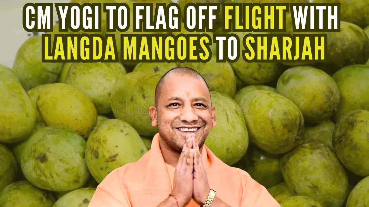Varanasi’s Famous Langda Mangoes to Fly to Sharjah