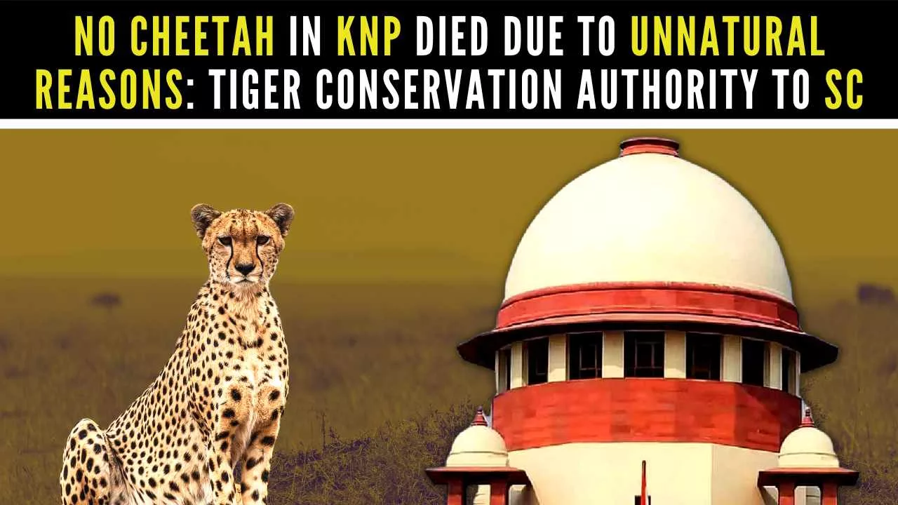 No Cheetah in Kuno National Park Died Due to Unnatural Reasons