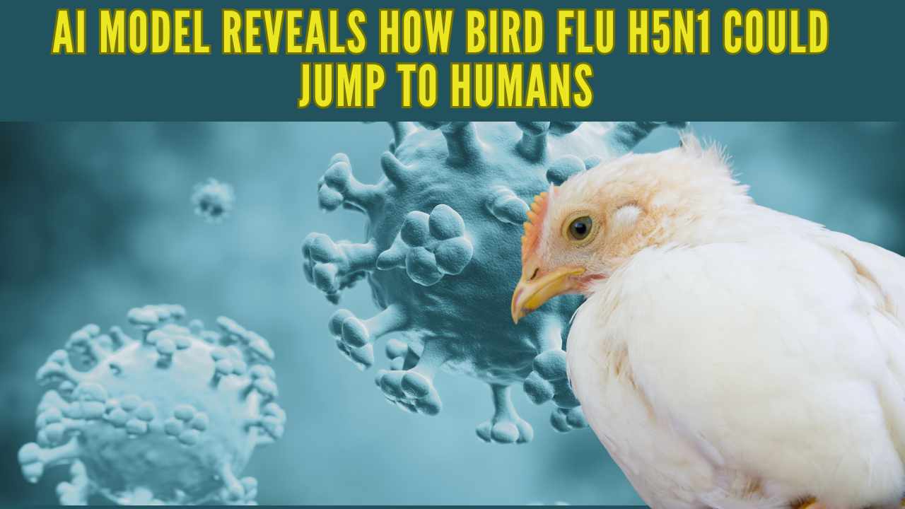 AI model reveals how bird flu H5N1 could spill over to humans, trigger ...